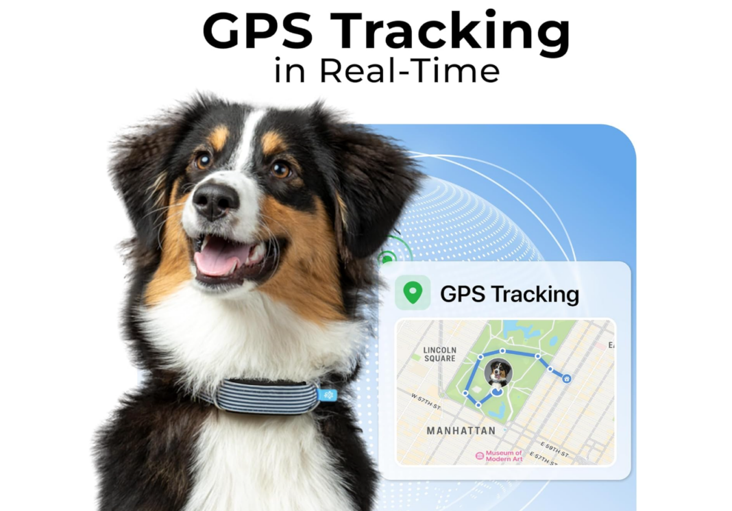 Enhance Your Dog's Health and Safety with the Invoxia Minitailz Smart ...